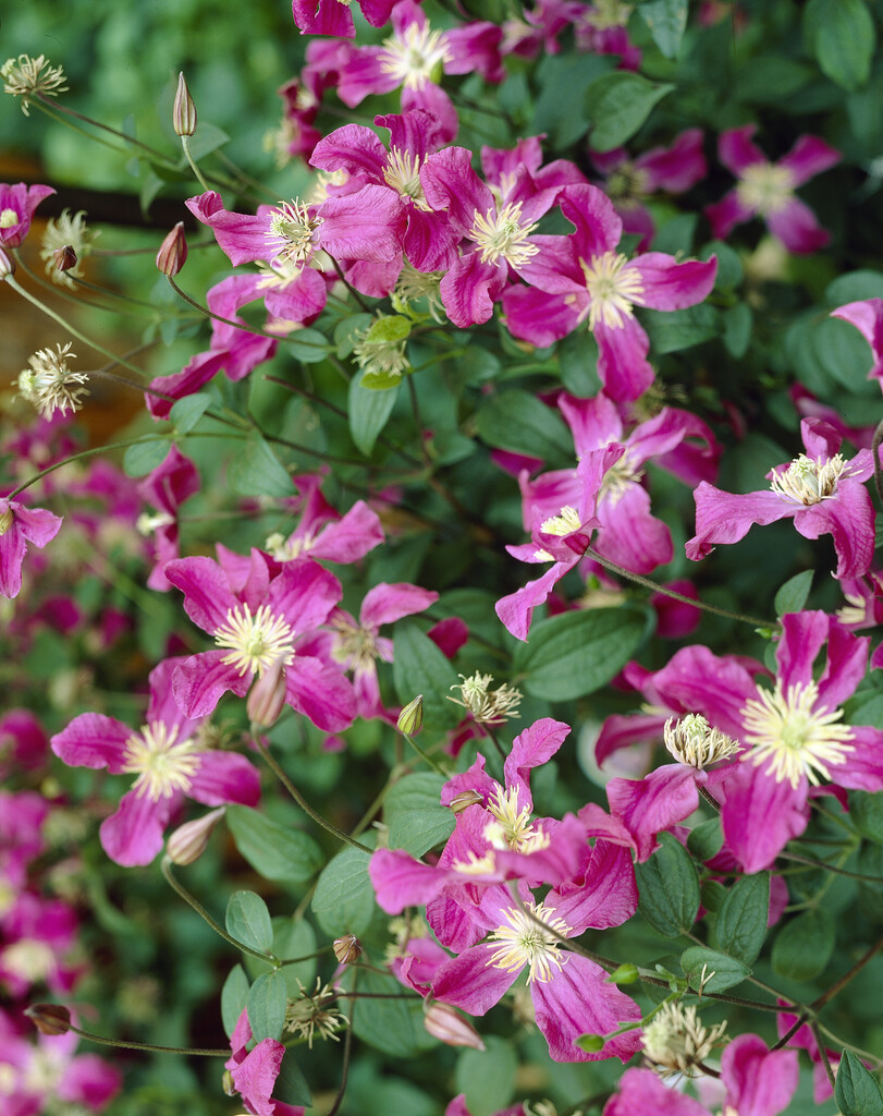 Clematis Inspiration – Viruplant