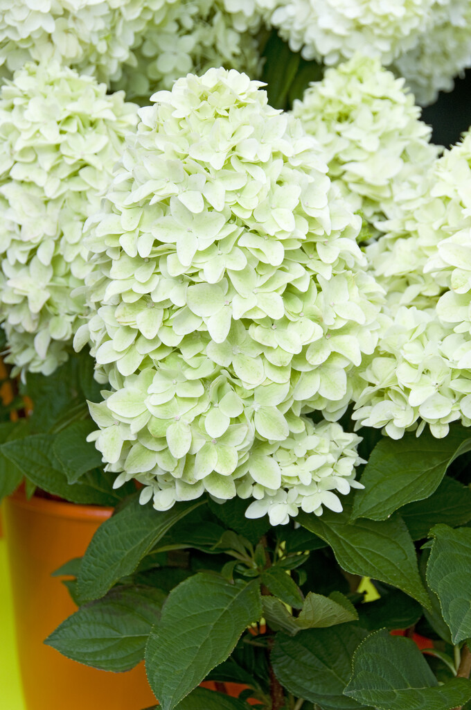 Hydrangea paniculata Magical Candle – Viruplant