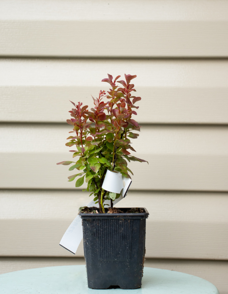 Thunbergi kukerpuu ‘Lutin Rouge’ – Viruplant