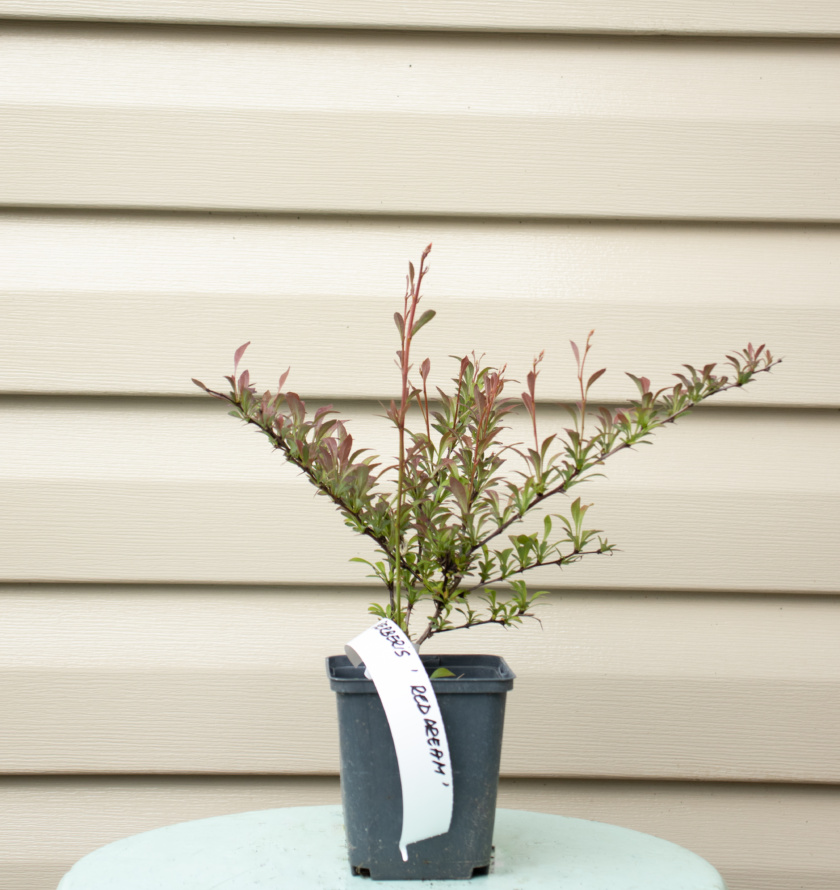 Thunbergi kukerpuu ‘Red Dream’ – Viruplant