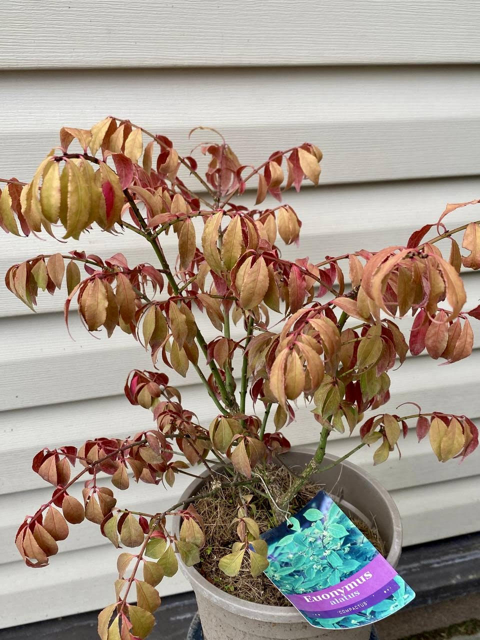 Kikkapuu.Compactus – Viruplant