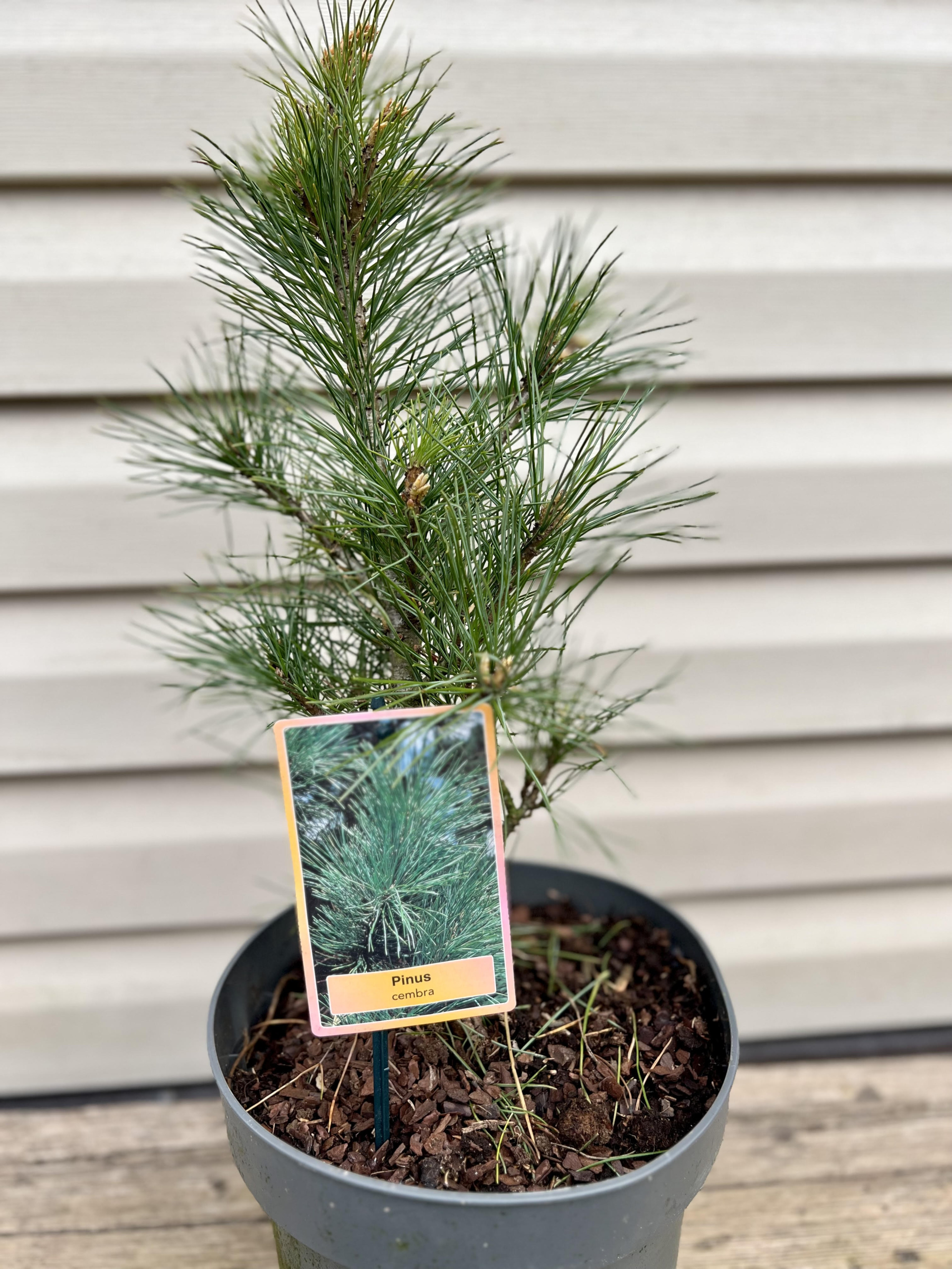 Pinus.cembra – Viruplant