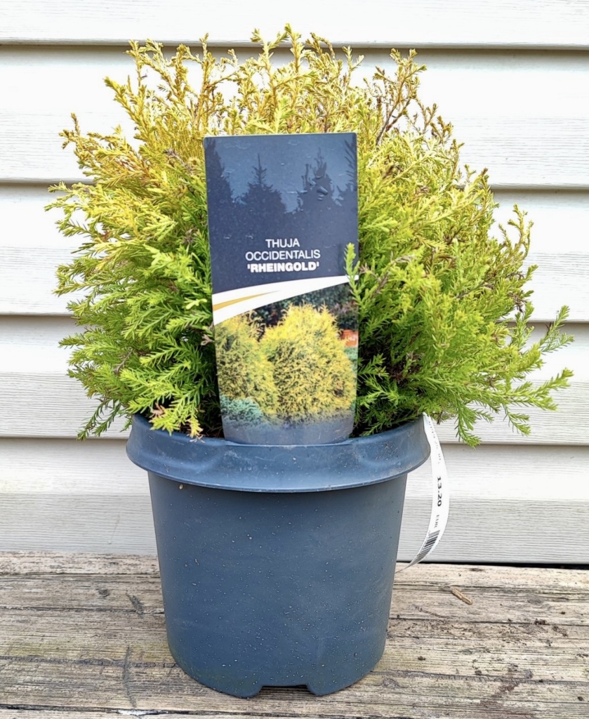 Elupuu ‘Rheingold’ – Viruplant
