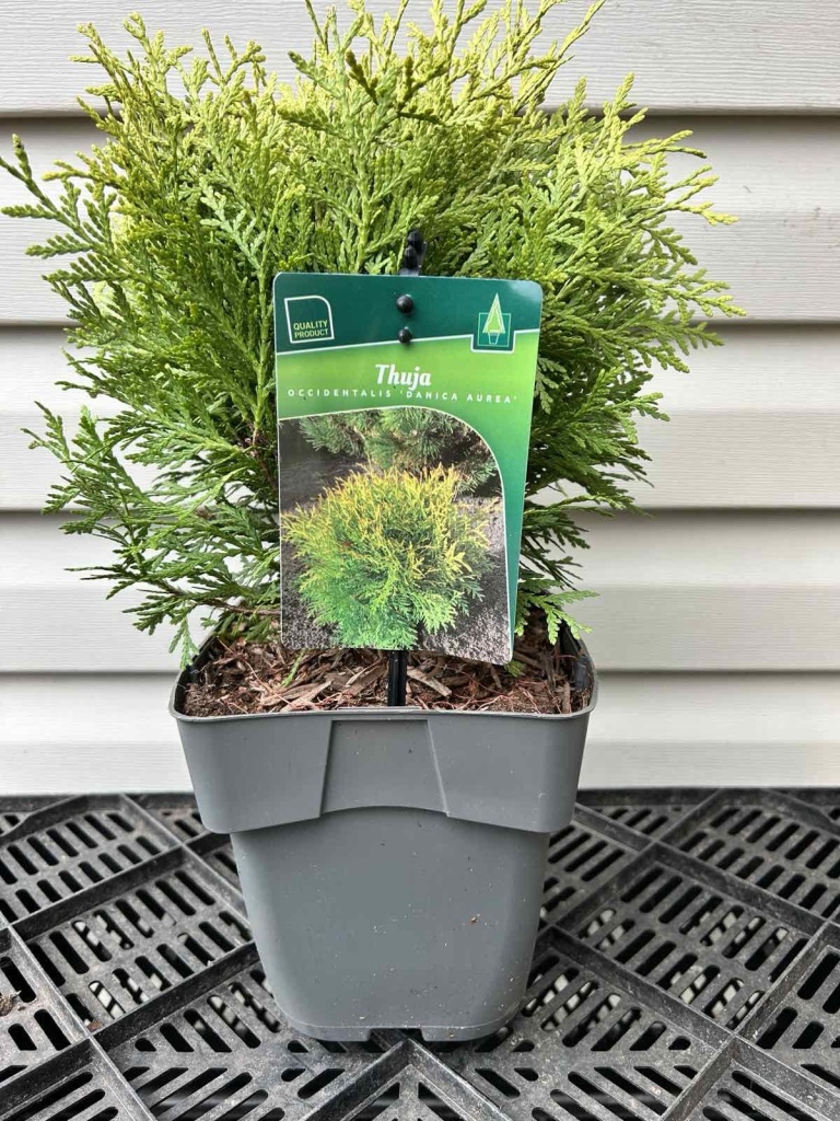 Elupuu ‘Danica Aurea’ – Viruplant
