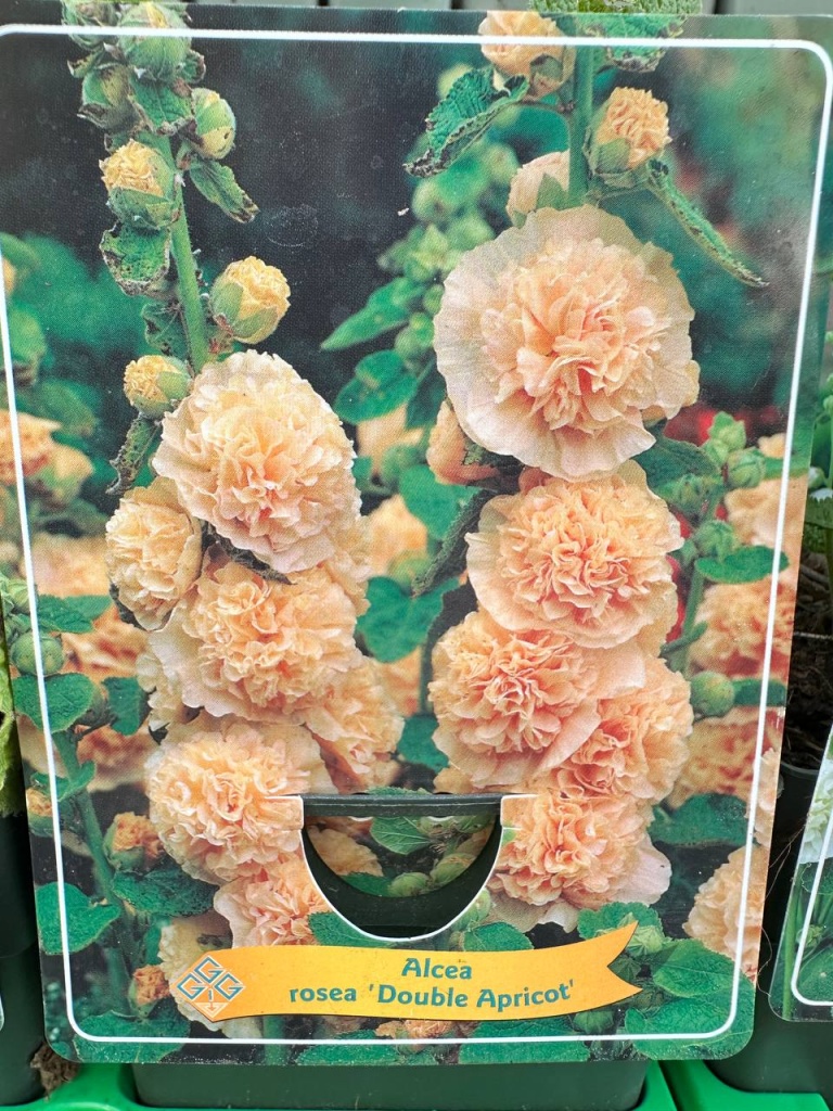 Harilik tokkroos “Double Apricot” – Viruplant