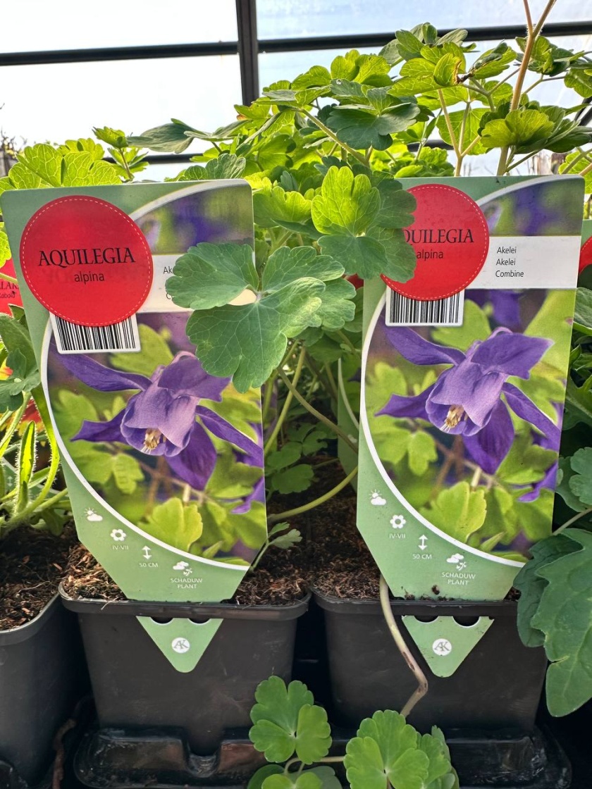 Alpi kurekell – Viruplant