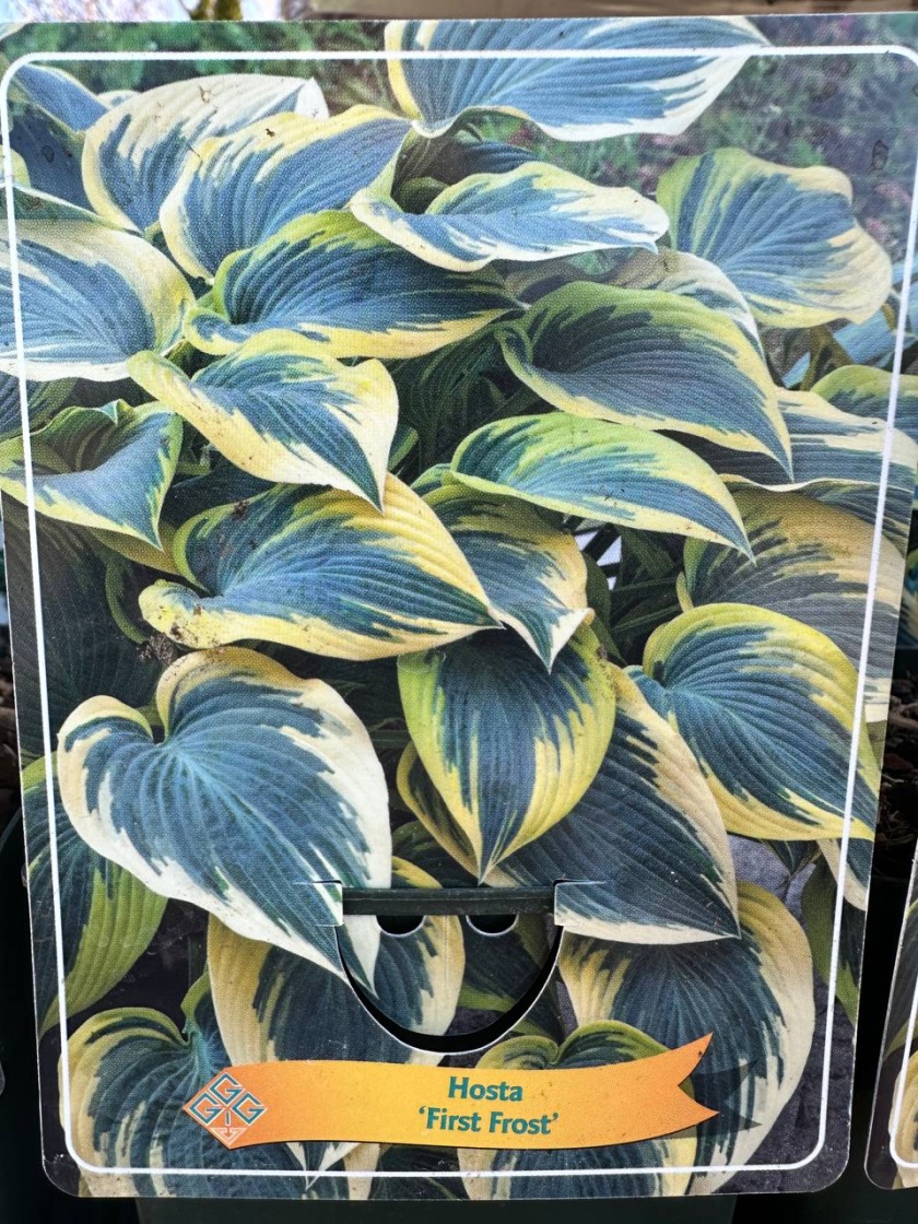 Hosta “First Frost” – Viruplant