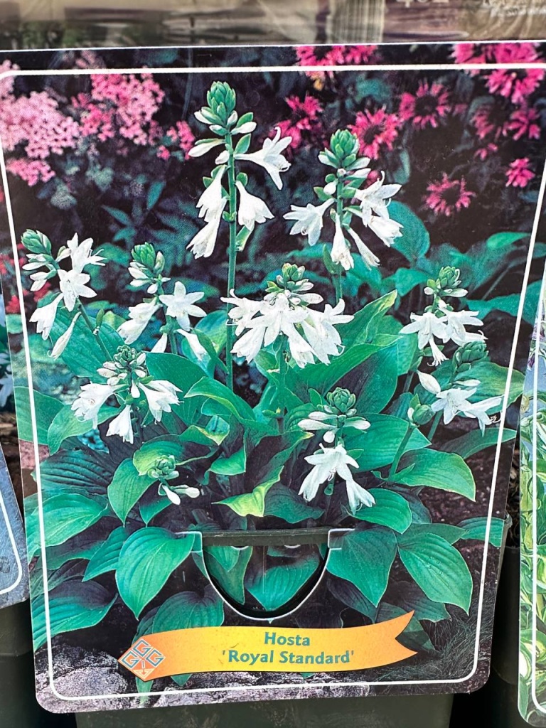 Hosta “Royal Standard” – Viruplant