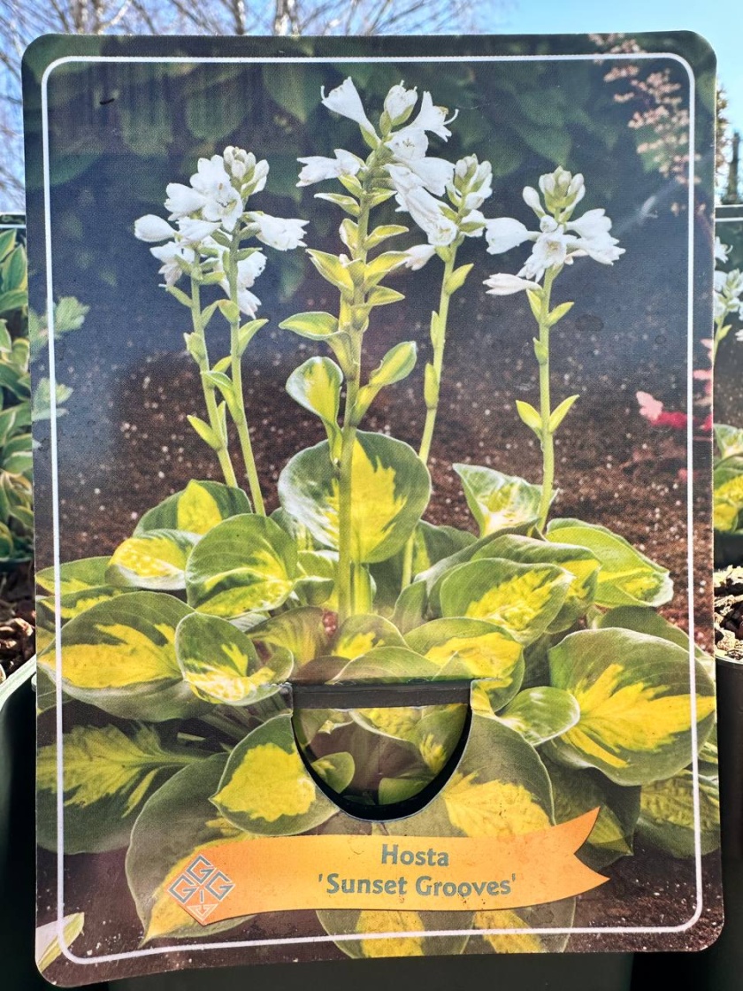 Hosta “Sunset Grooves” – Viruplant