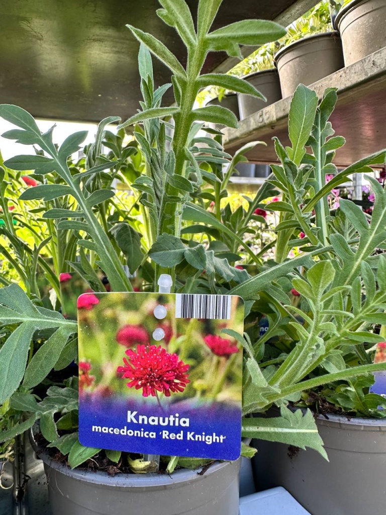 Makedoonia äiatar “Red Knight” – Viruplant
