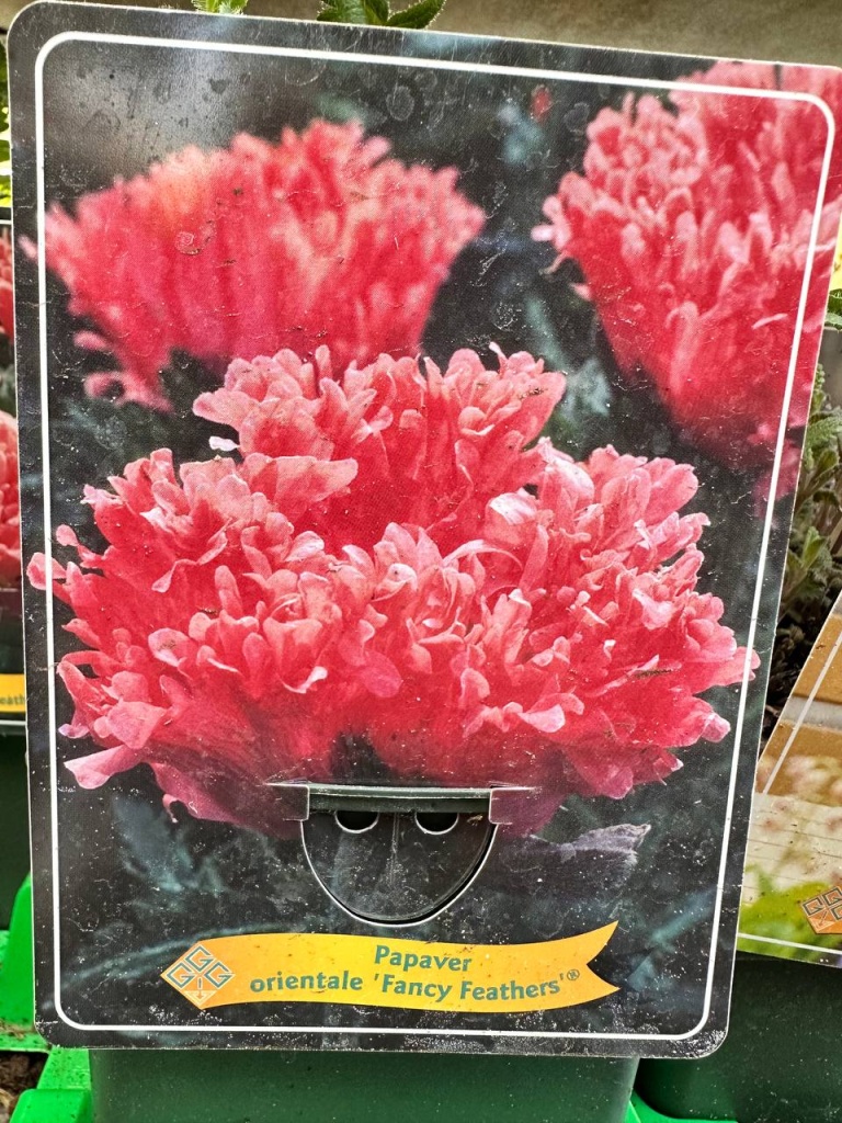 Idamagun “Fancy Feathers” – Viruplant