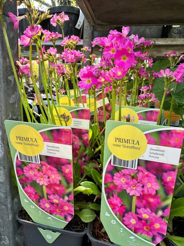 Roosa priimula “Grandiflora” – Viruplant
