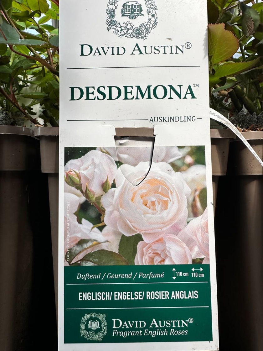 Roos “Desdemona” – Viruplant