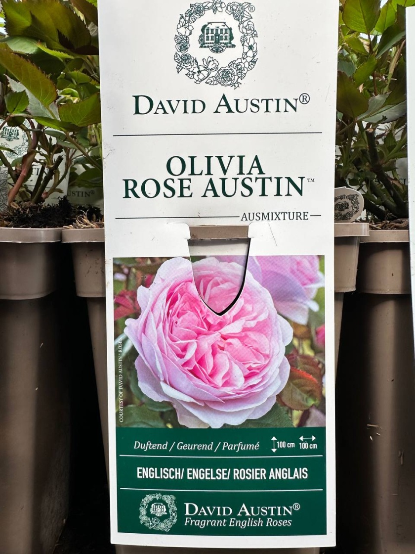 Roos “Olivia Rose Austin” – Viruplant