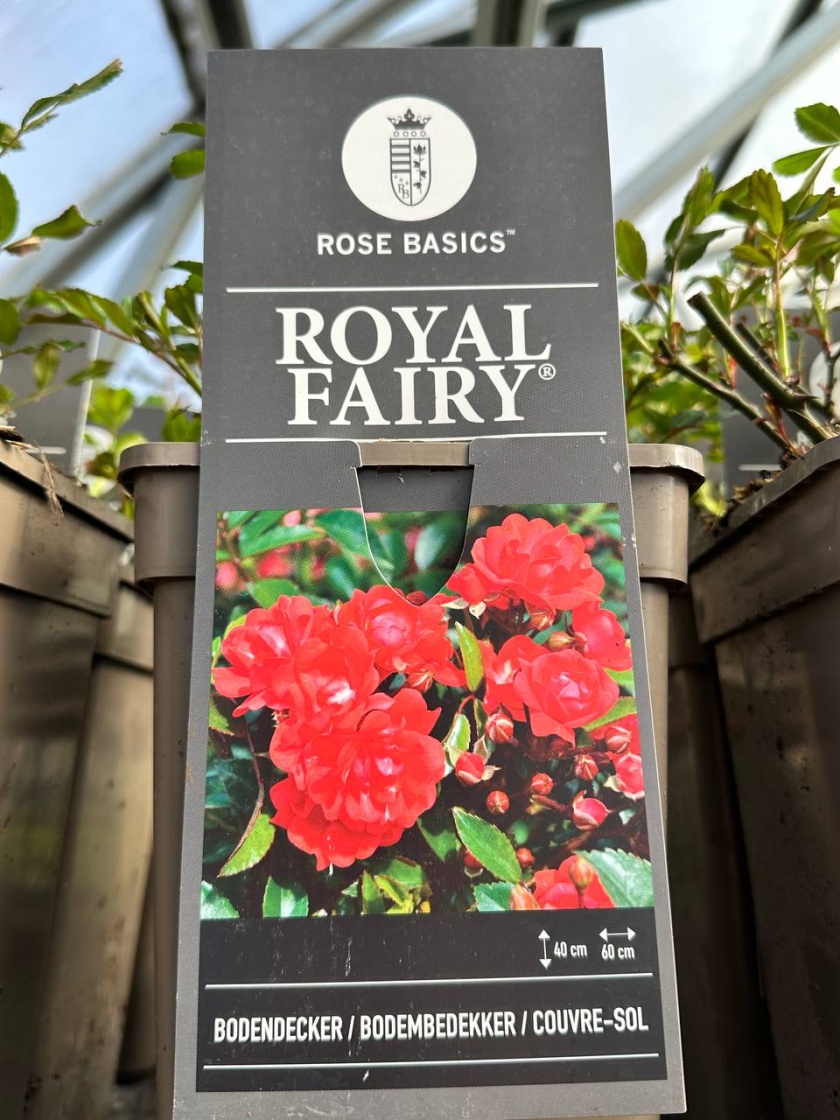 Roos “Royal Fairy” – Viruplant