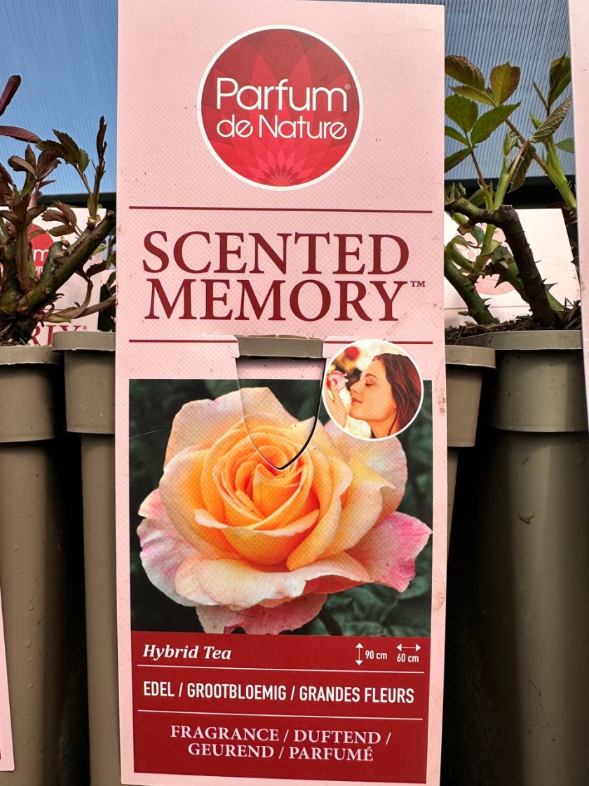 Roos “Scented memory” – Viruplant