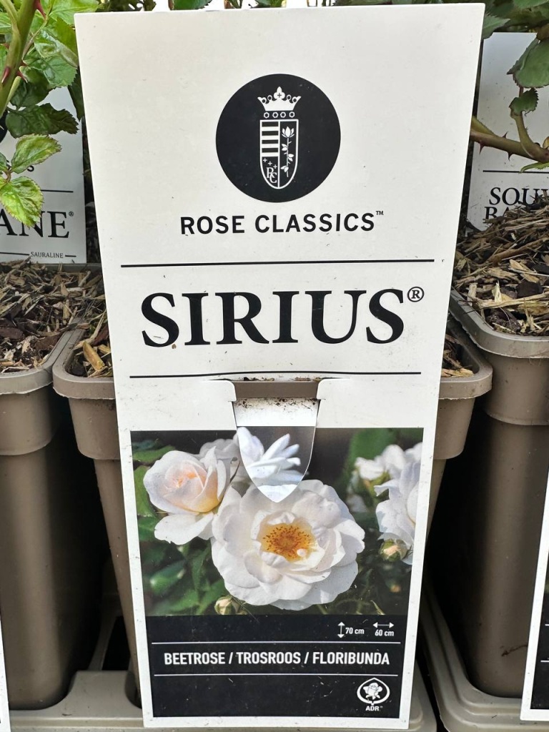 Roos “Sirius” – Viruplant
