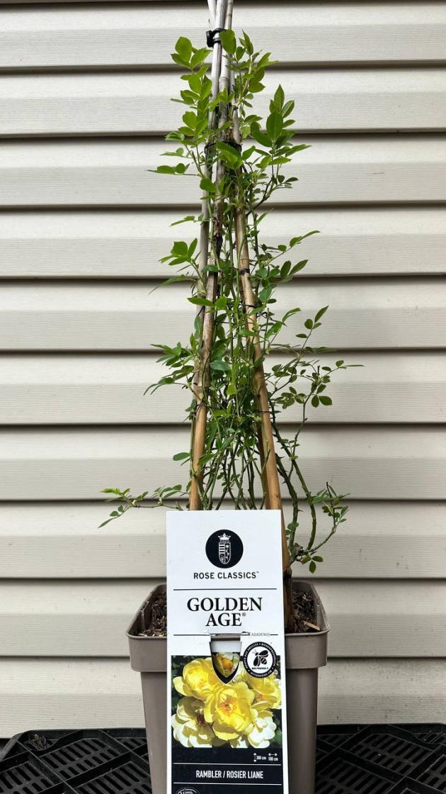 Roniroos “Golden Age” – Viruplant