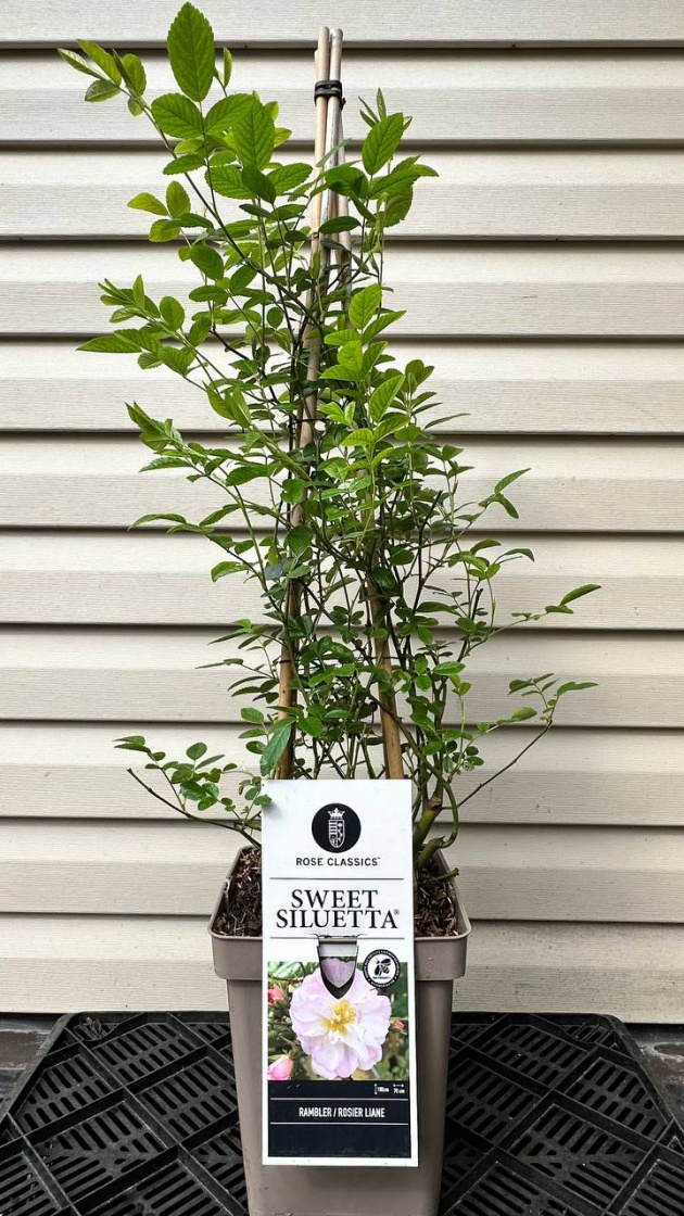 Roniroos “Sweet Siluetta” – Viruplant