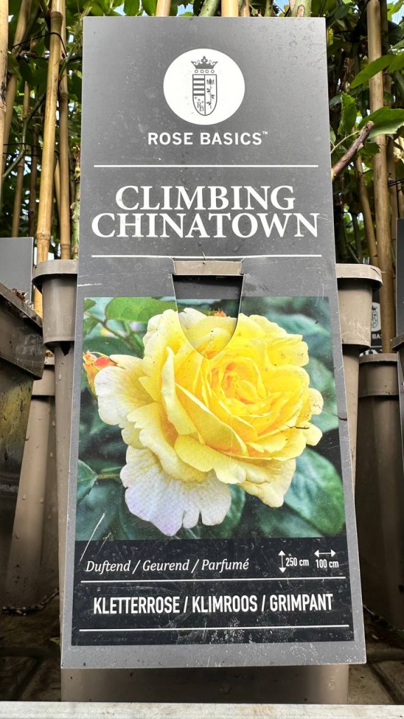 Roniroos “Climbing Chinatown” – Viruplant